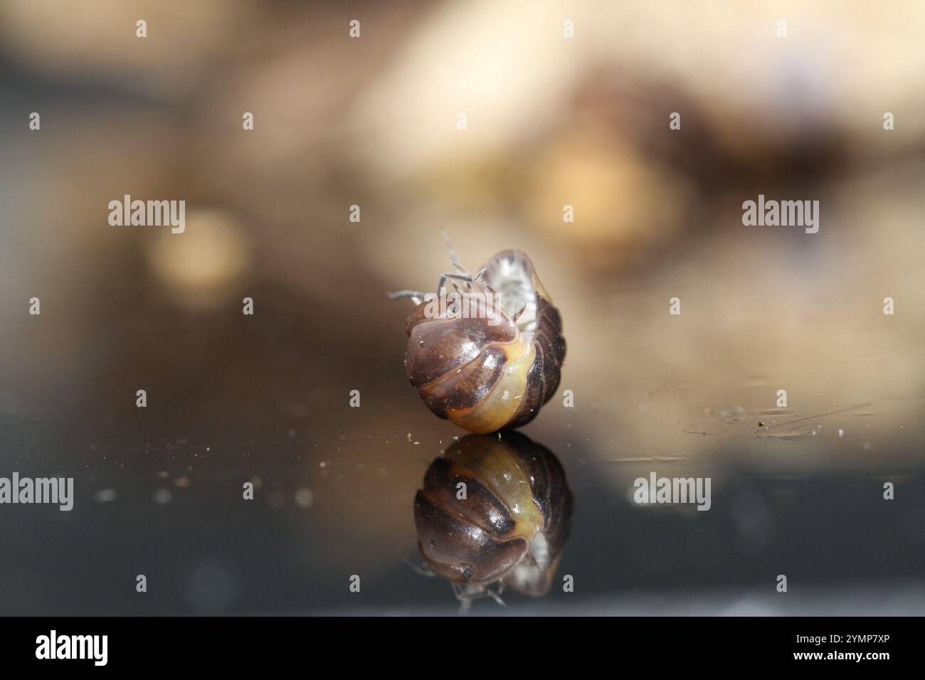 isopods woodlouse pill bugs cubaris R13 ugly ducky Stock Photo - Alamy