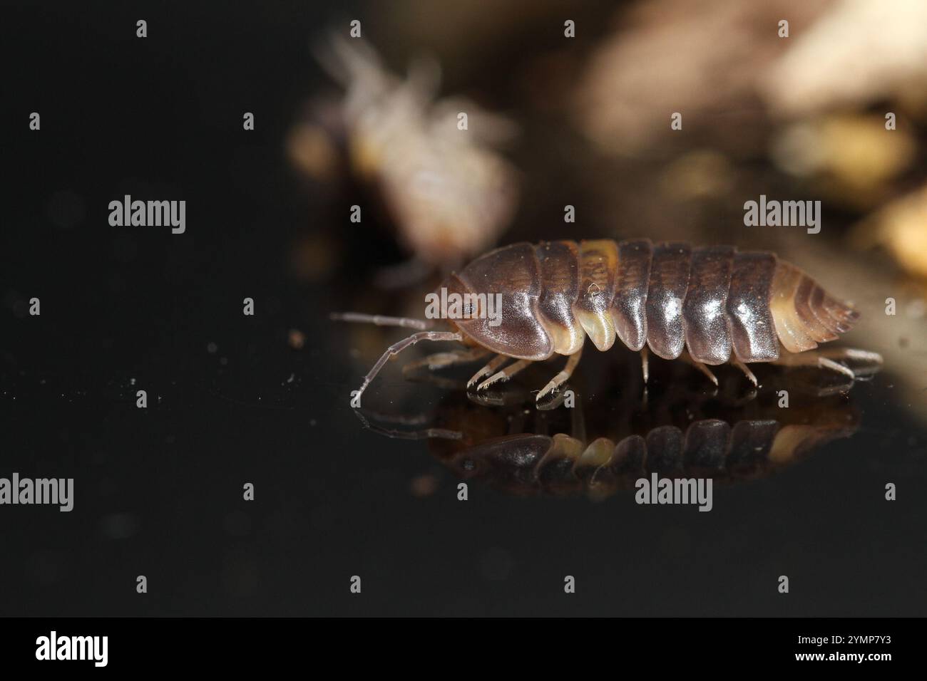 isopods woodlouse pill bugs cubaris R13 ugly ducky Stock Photo - Alamy