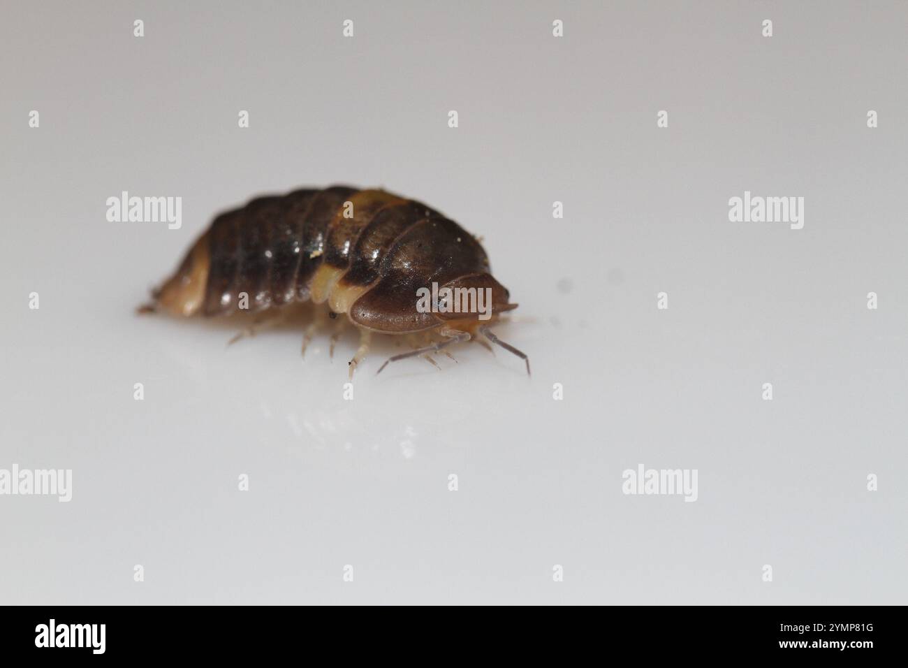 isopods woodlouse pill bugs cubaris R13 ugly ducky Stock Photo - Alamy
