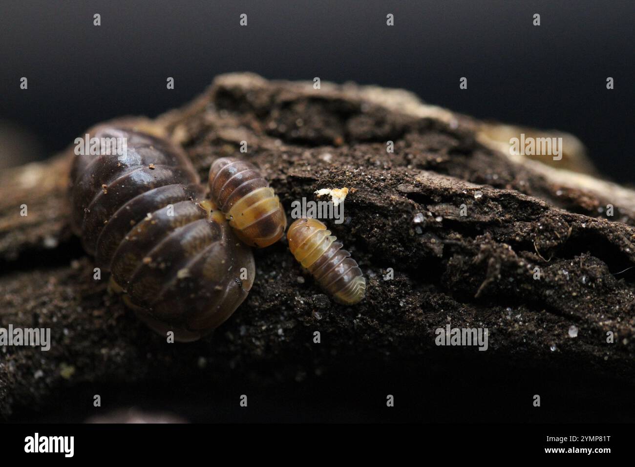 isopods woodlouse pill bugs cubaris R13 ugly ducky Stock Photo - Alamy