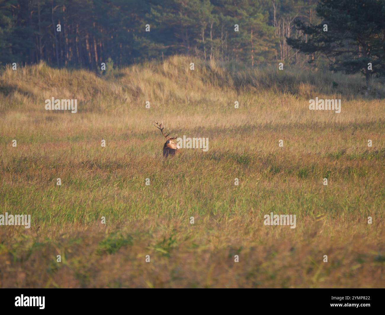 A male red deer with large antlers stands in the dune vegetation on the ...