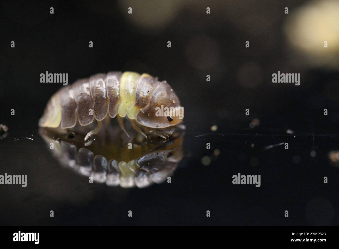 isopods woodlouse pill bugs cubaris R13 ugly ducky Stock Photo - Alamy