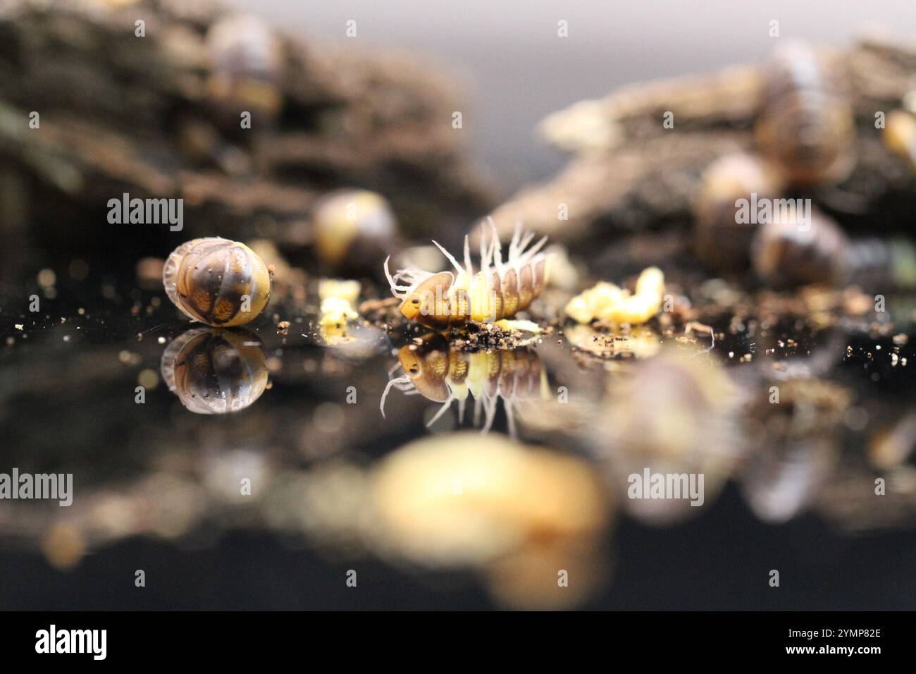 isopods woodlouse pill bugs cubaris R13 ugly ducky Stock Photo - Alamy