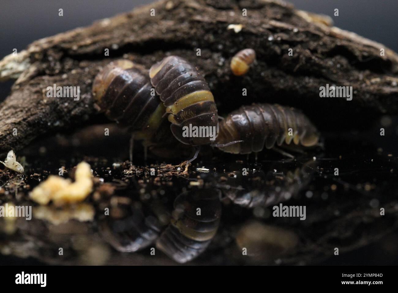 isopods woodlouse pill bugs cubaris R13 ugly ducky Stock Photo - Alamy