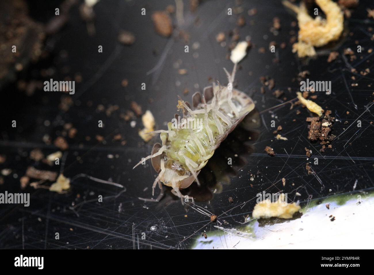 isopods woodlouse pill bugs cubaris R13 ugly ducky Stock Photo - Alamy