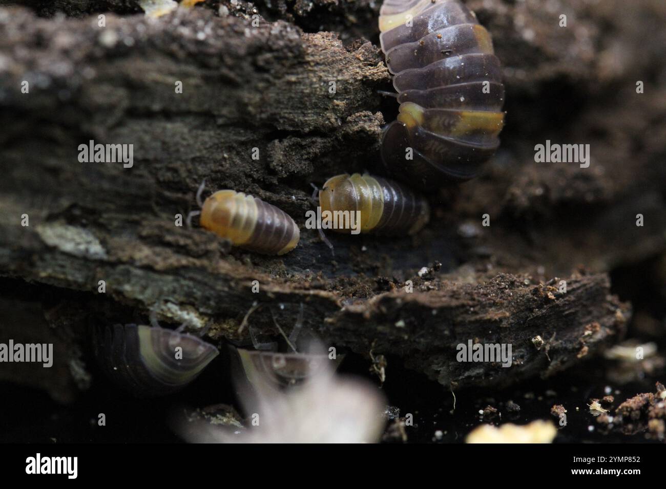 isopods woodlouse pill bugs cubaris R13 ugly ducky Stock Photo - Alamy