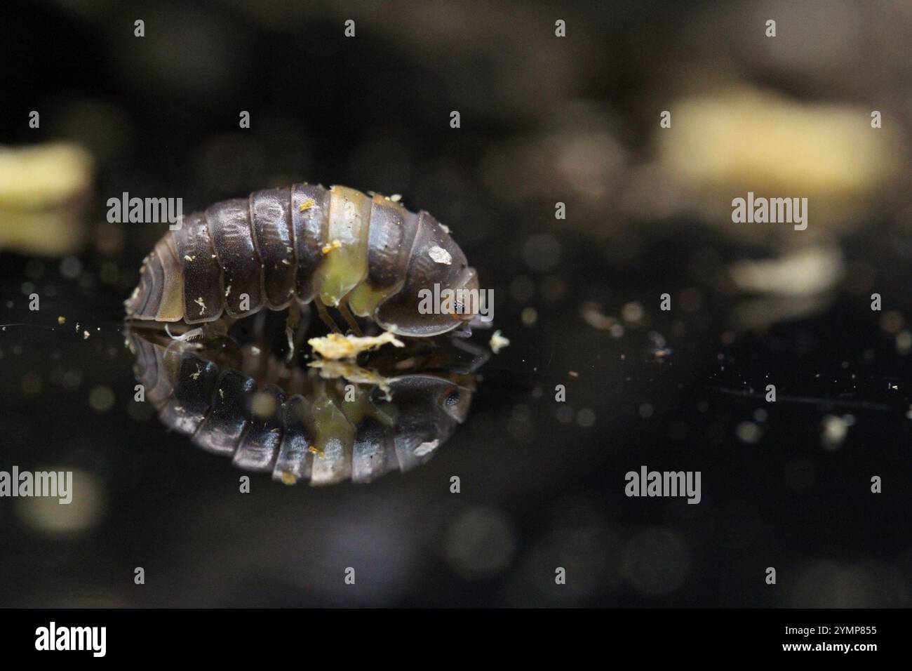 isopods woodlouse pill bugs cubaris R13 ugly ducky Stock Photo - Alamy