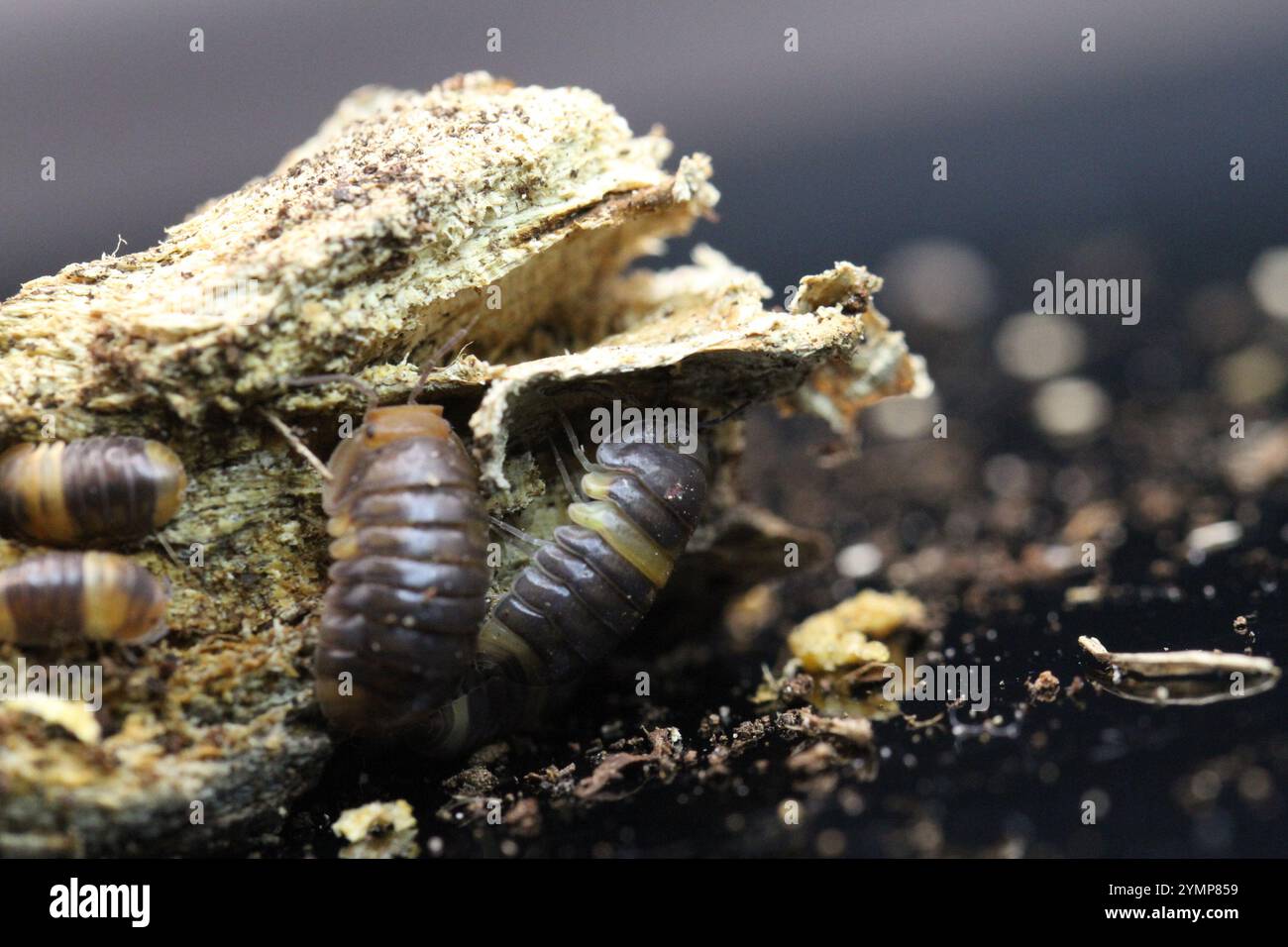 isopods woodlouse pill bugs cubaris R13 ugly ducky Stock Photo - Alamy