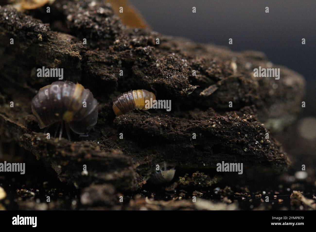 isopods woodlouse pill bugs cubaris R13 ugly ducky Stock Photo - Alamy