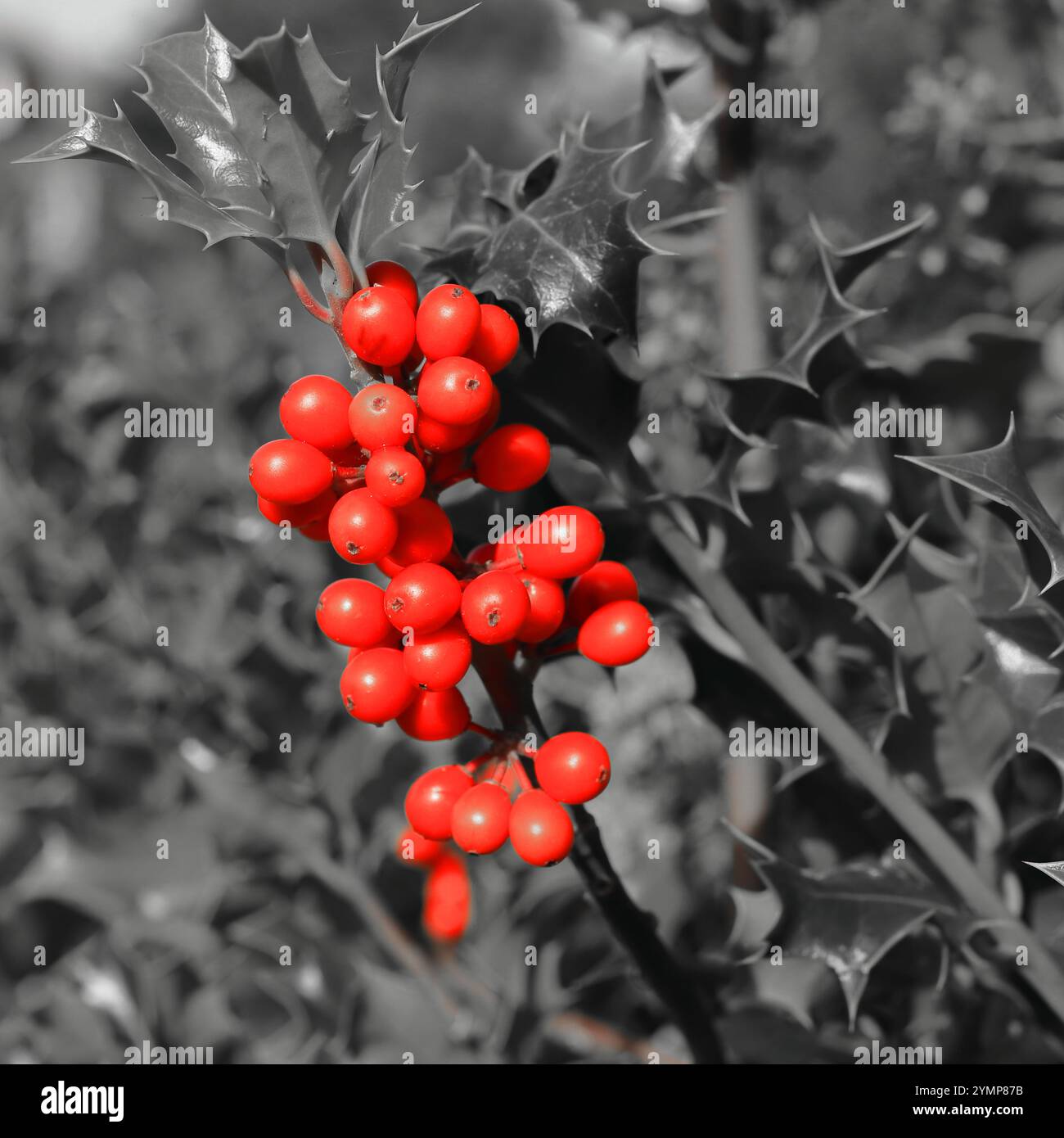 Square frame, vibrant festive red holly berries, blurred grayscale ...