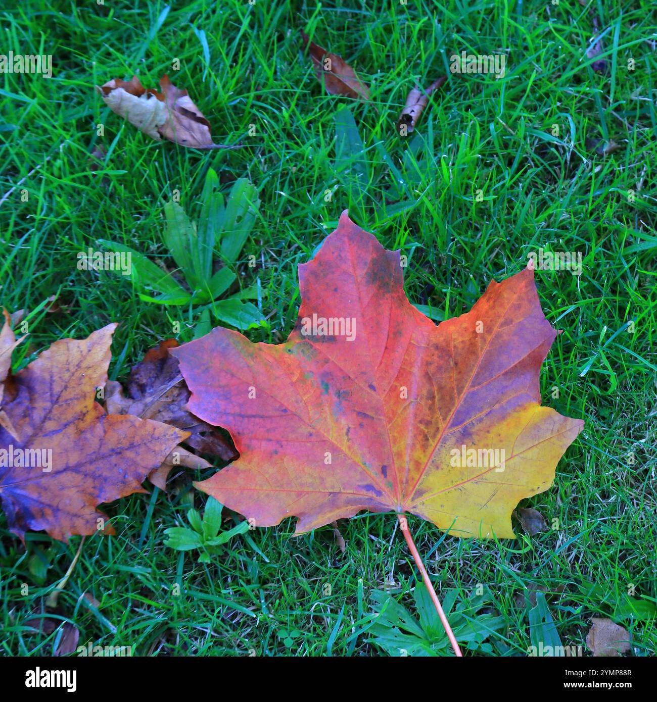 Square frame, close up of a maple leaf on the ground. Multi-coloured ...