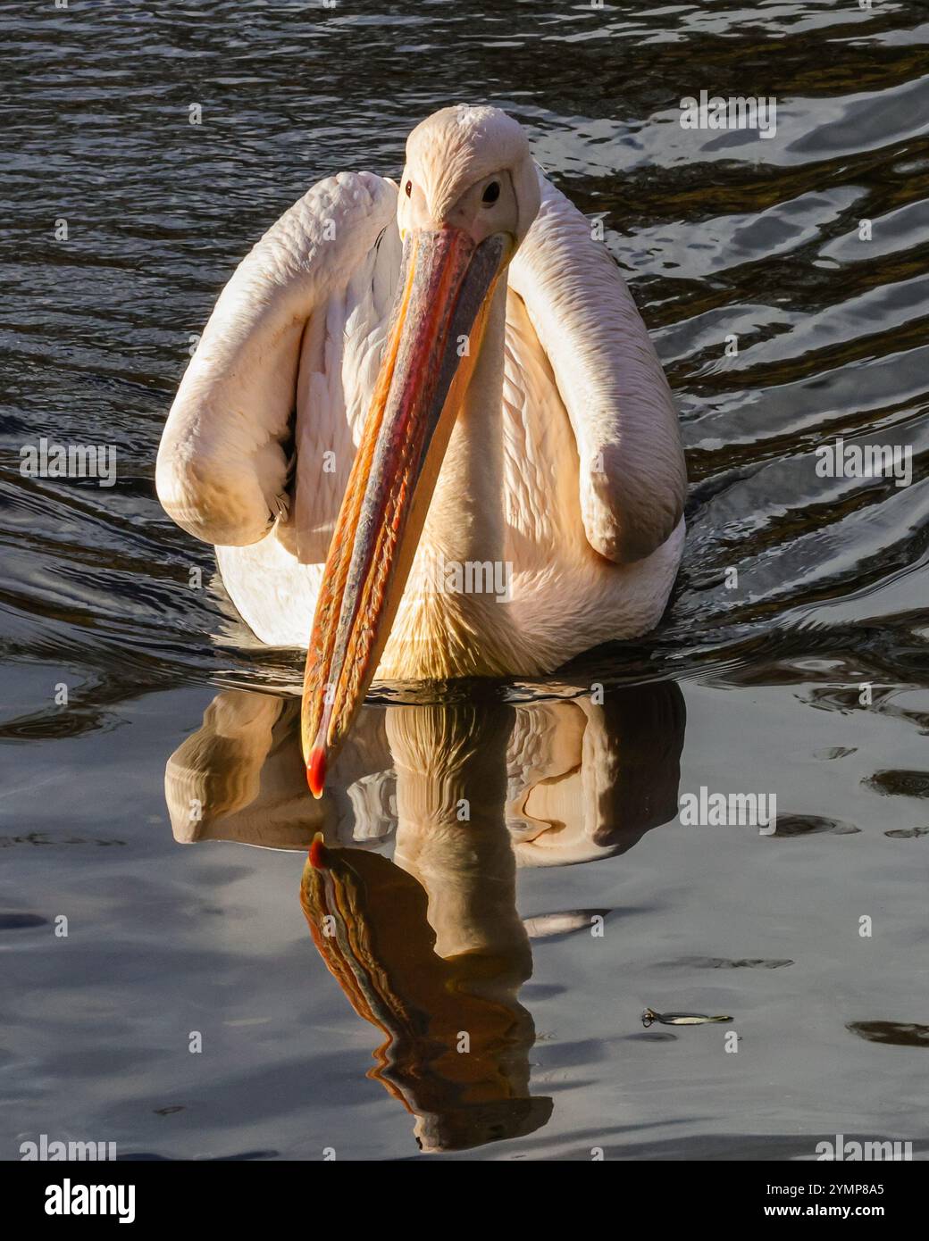 London, UK. 22nd Nov, 2024. The six great white pelicans (Pelecanus ...