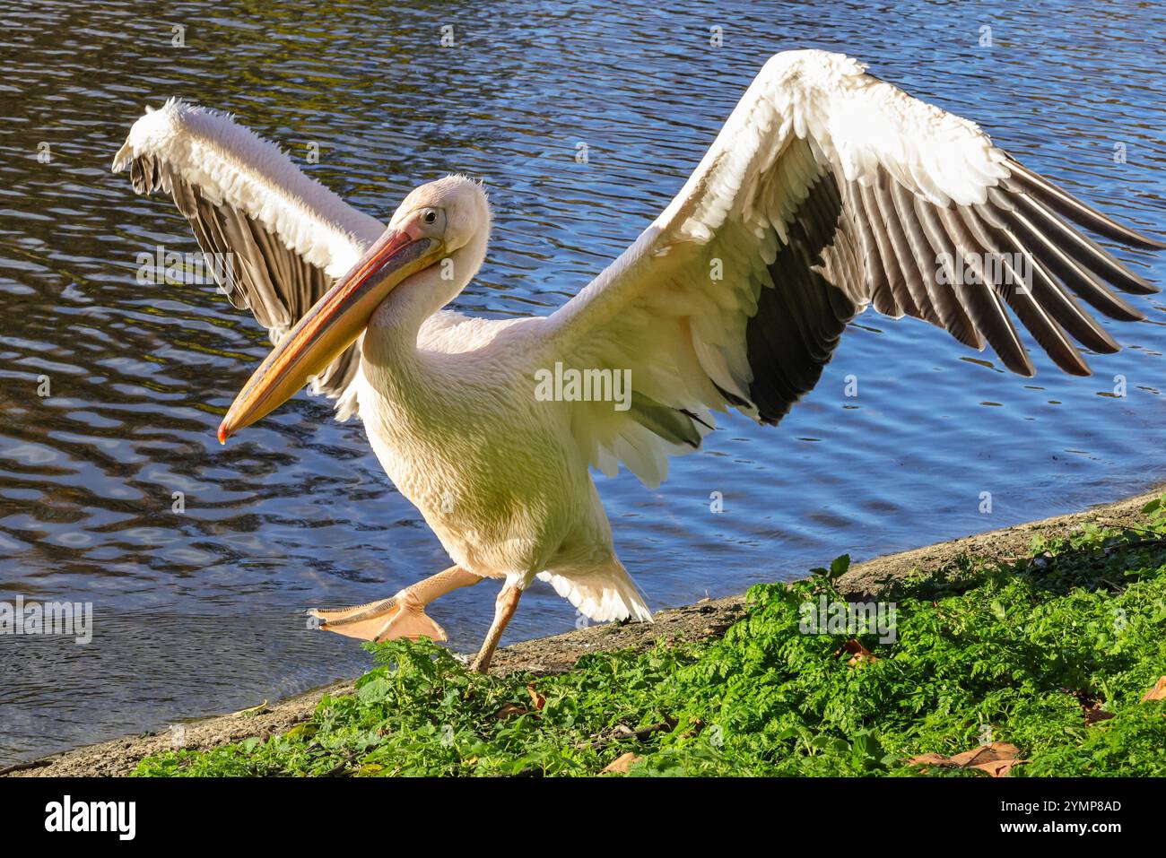 Pelican in the sun in a uk wildlife park hi-res stock photography and ...