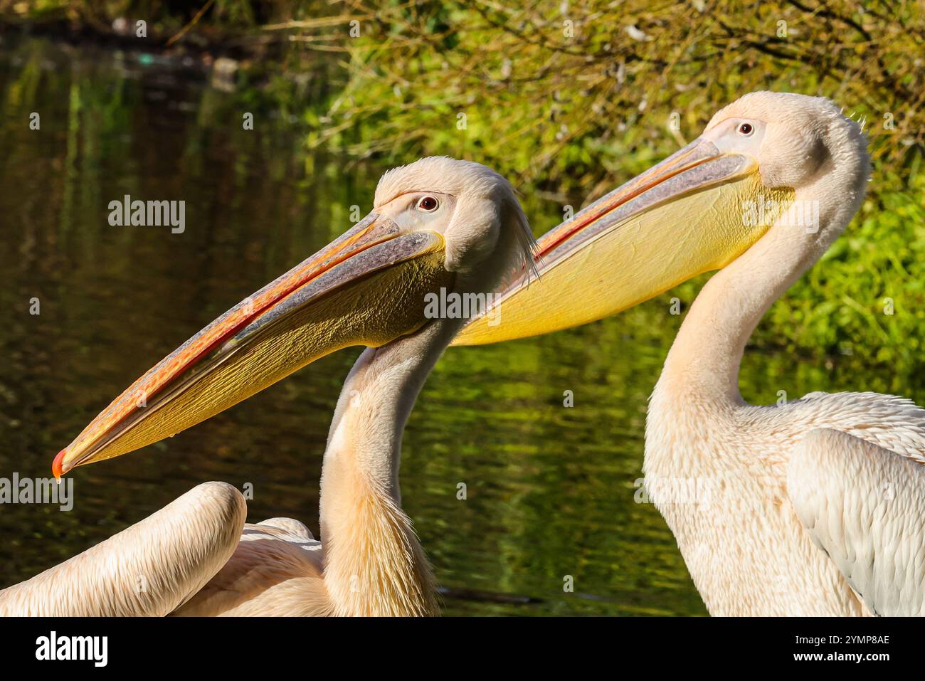 London, UK. 22nd Nov, 2024. The six great white pelicans (Pelecanus ...