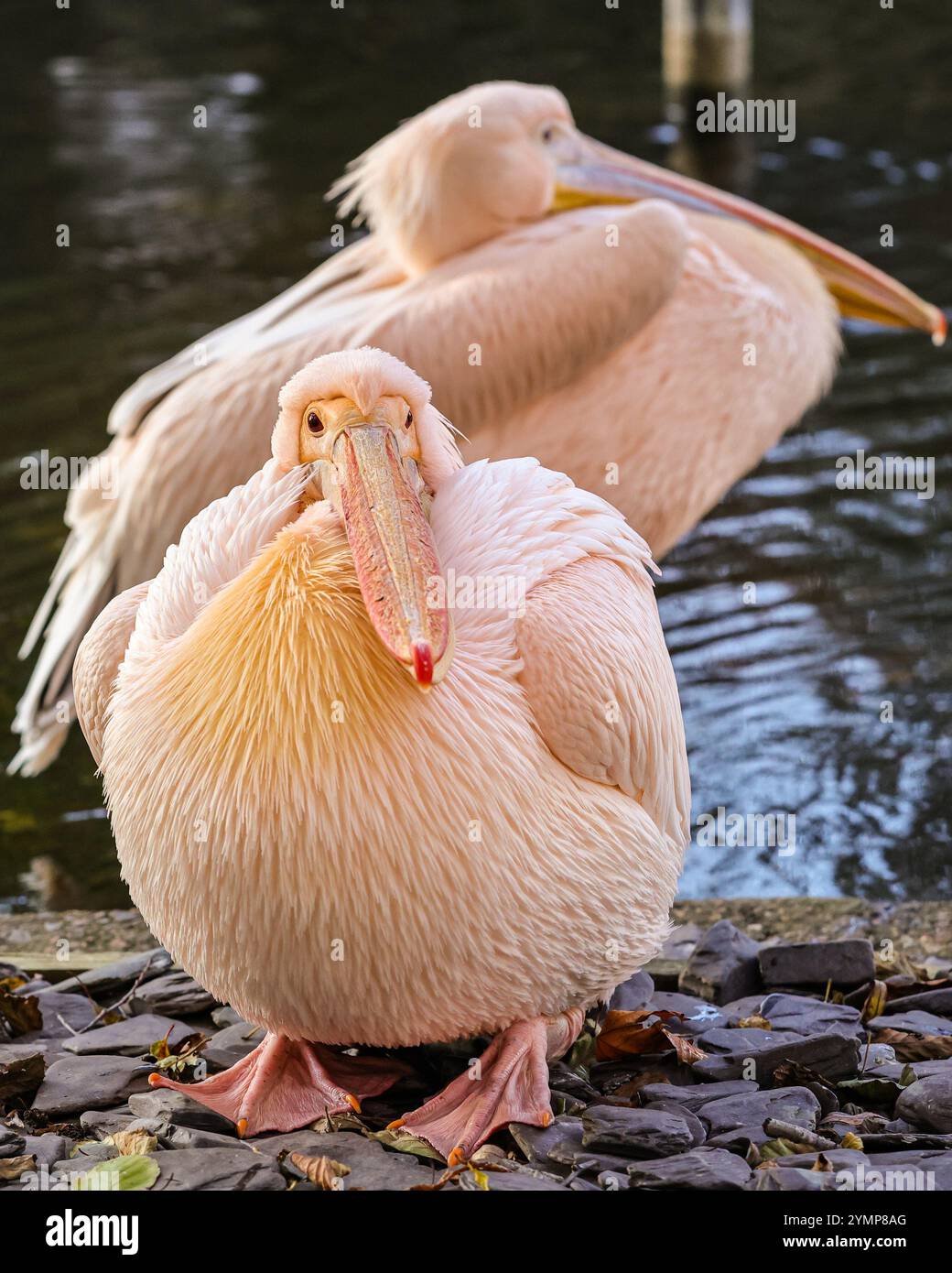 London, UK. 22nd Nov, 2024. The six great white pelicans (Pelecanus ...