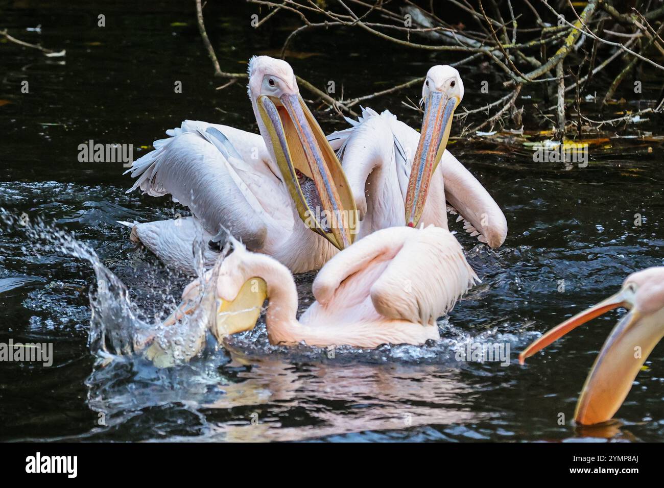 London, UK, 22nd Nov 2024. The six pelicans resident in St James' Park ...