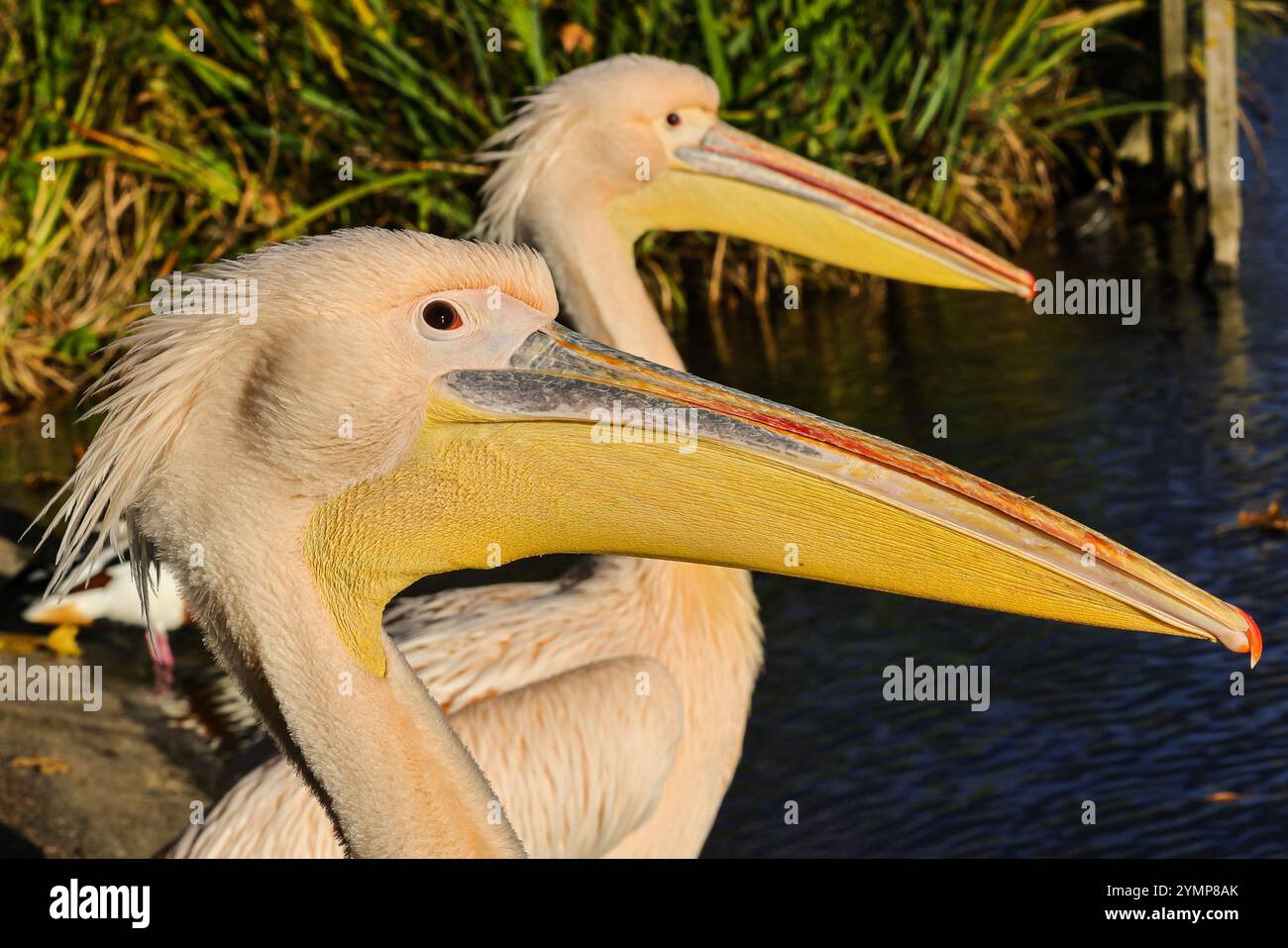 London, UK, 22nd Nov 2024. The six pelicans resident in St James' Park ...