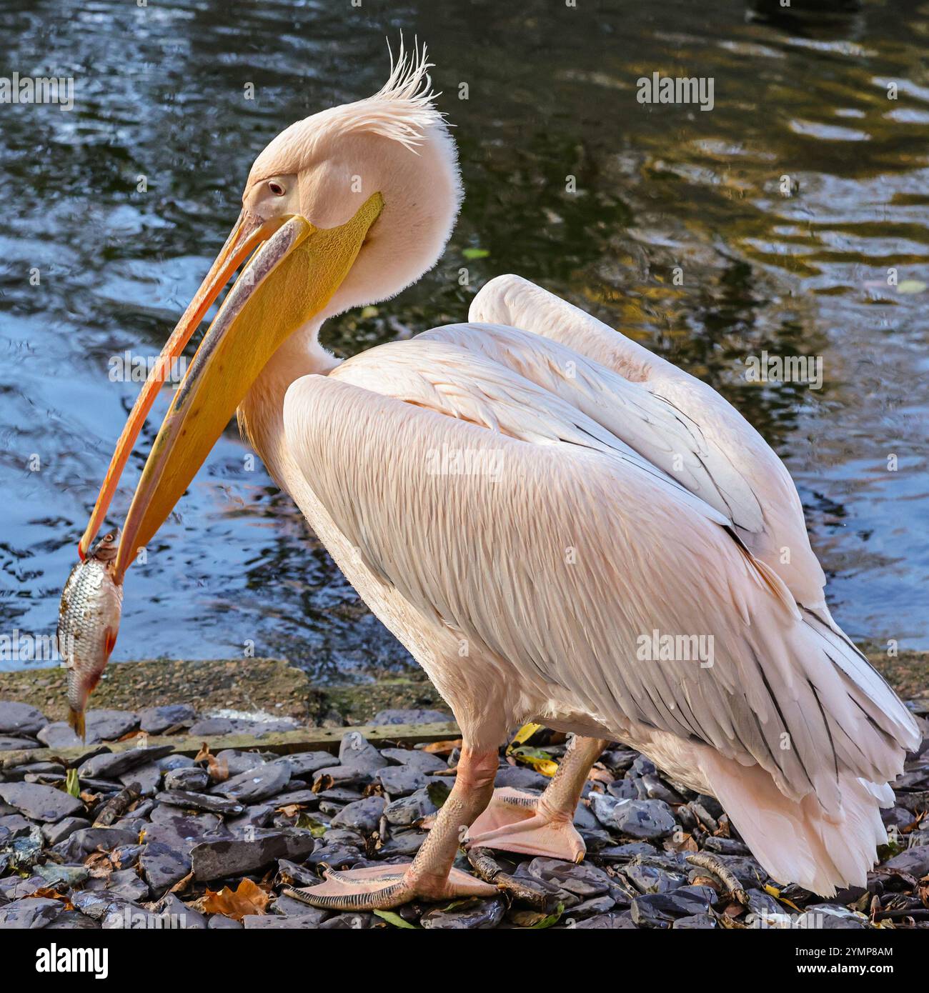 London, UK. 22nd Nov, 2024. It's feeding time and the birds eagerly ...