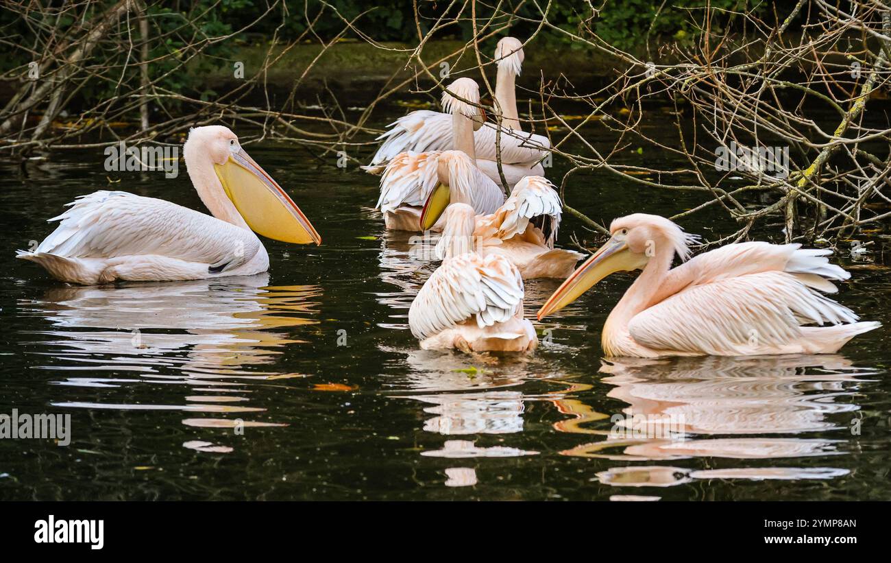 London, UK. 22nd Nov, 2024. The six great white pelicans (Pelecanus ...