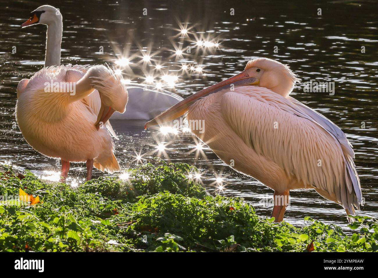 London, UK, 22nd Nov 2024. The six pelicans resident in St James' Park ...