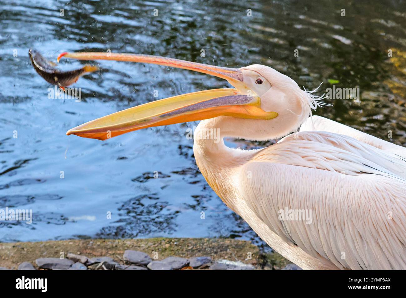 London, UK. 22nd Nov, 2024. It's feeding time and the birds eagerly ...