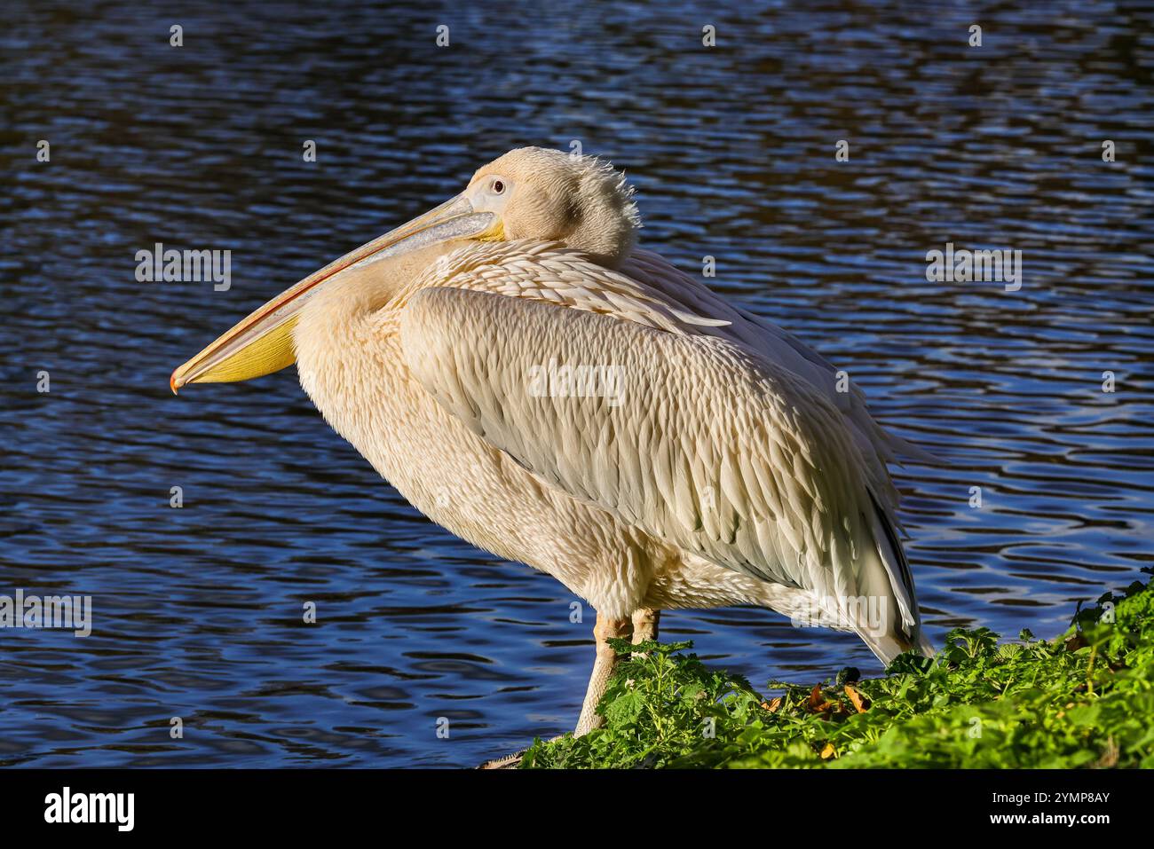 London, UK. 22nd Nov, 2024. The six great white pelicans (Pelecanus ...