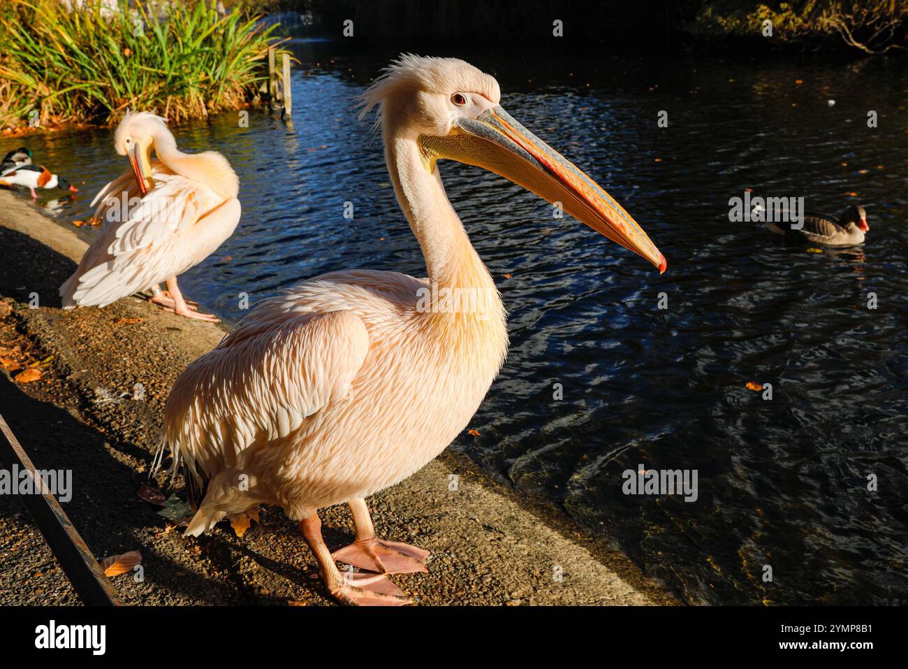 London, UK, 22nd Nov 2024. The six pelicans resident in St James' Park ...