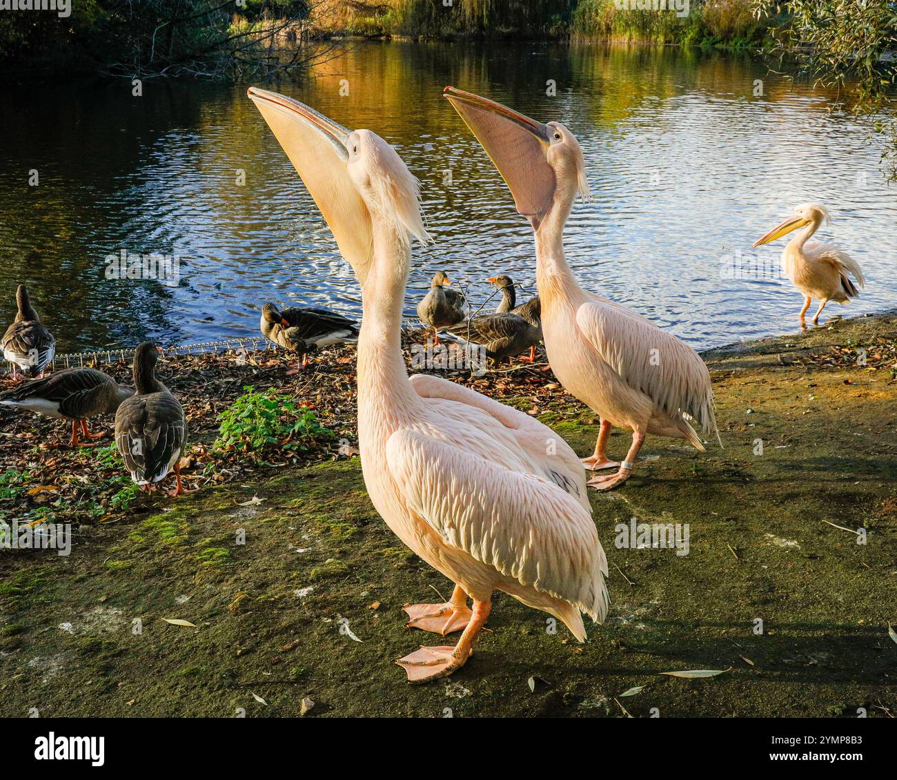 London, UK, 22nd Nov 2024. The six pelicans resident in St James' Park ...
