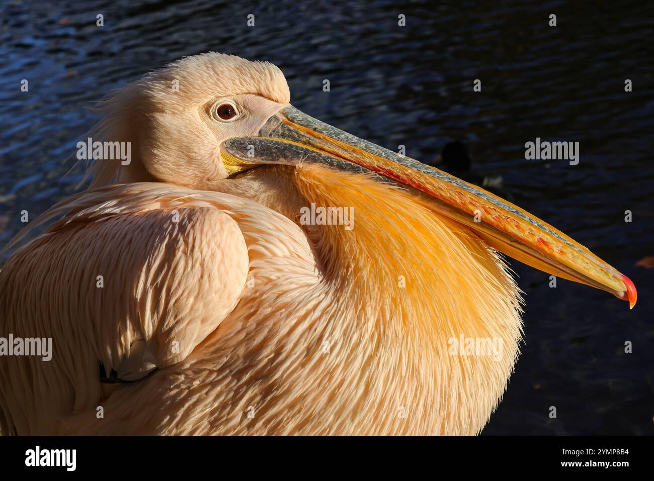 London, UK. 22nd Nov, 2024. The six great white pelicans (Pelecanus ...