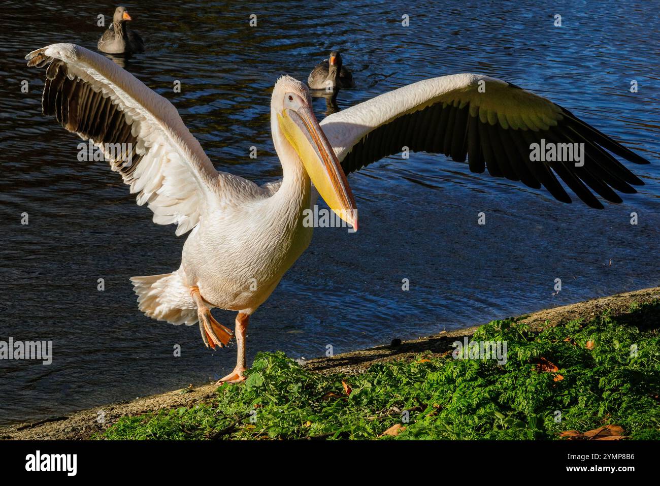 London, UK. 22nd Nov, 2024. One of the pelicans appears to do a little ...