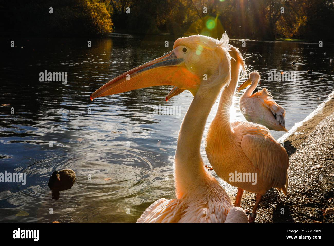London, UK. 22nd Nov, 2024. The six great white pelicans (Pelecanus ...