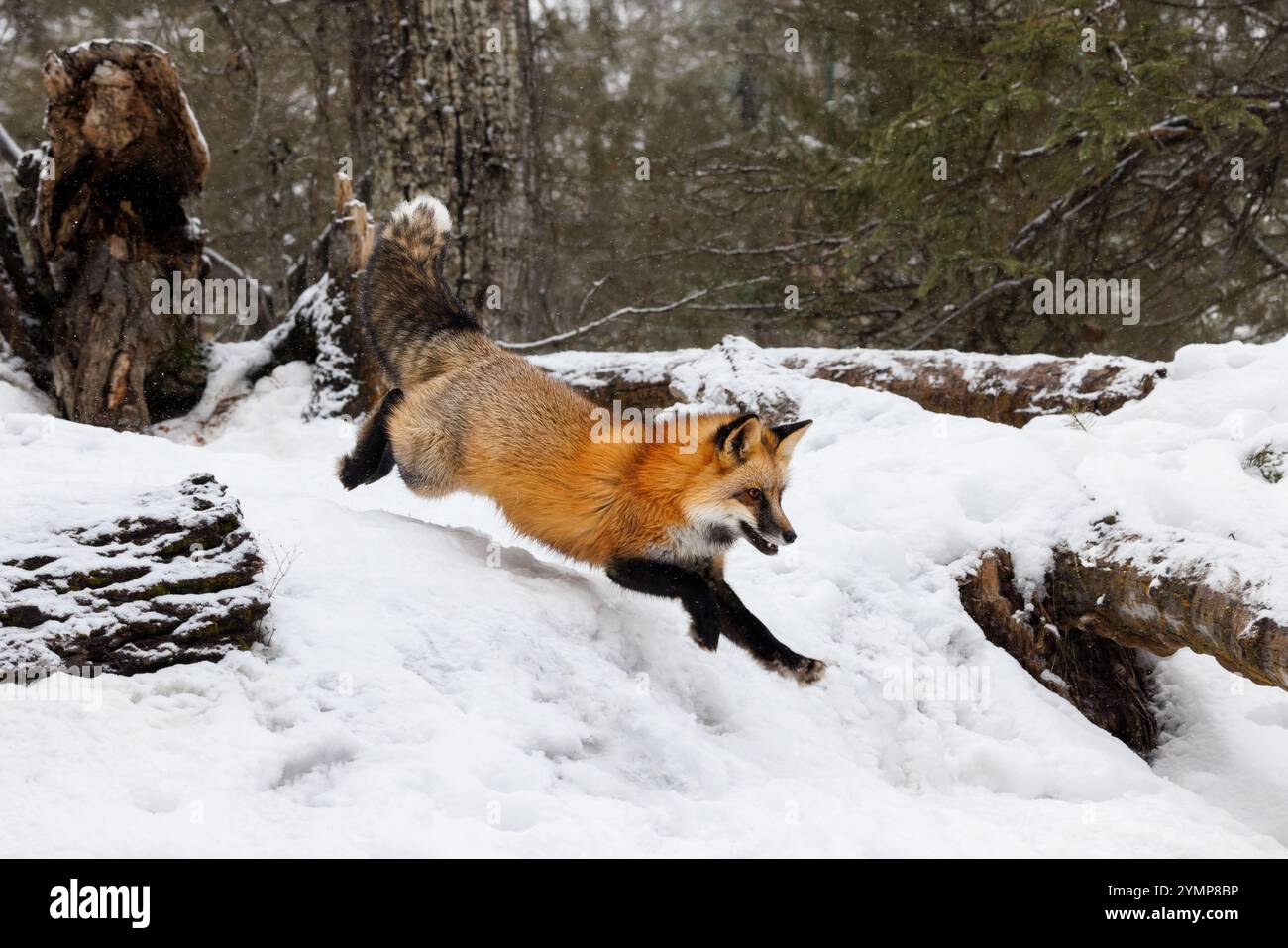 The red fox is the largest of the true foxes and one of the most widely distributed across the ...