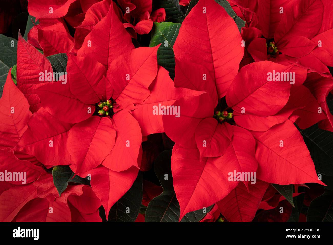 Traditional poinsettia flower hi-res stock photography and images - Alamy