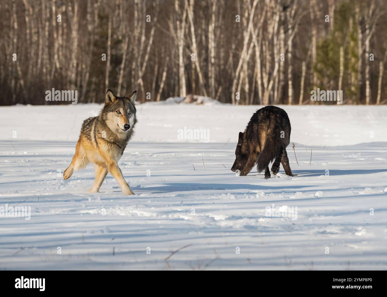 Grey Wolf (Canis lupus) Trots Right Past Sniffing Packmate Winter ...