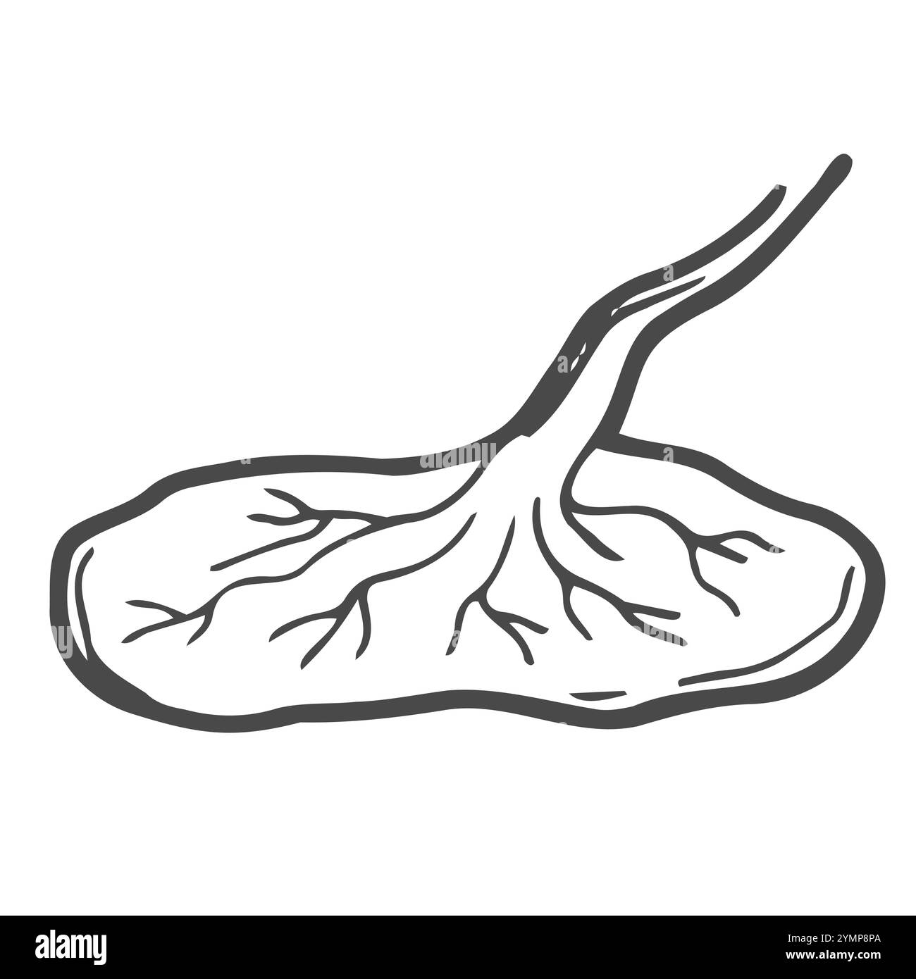 placenta doodle icon, vector illustration Stock Vector Image & Art - Alamy