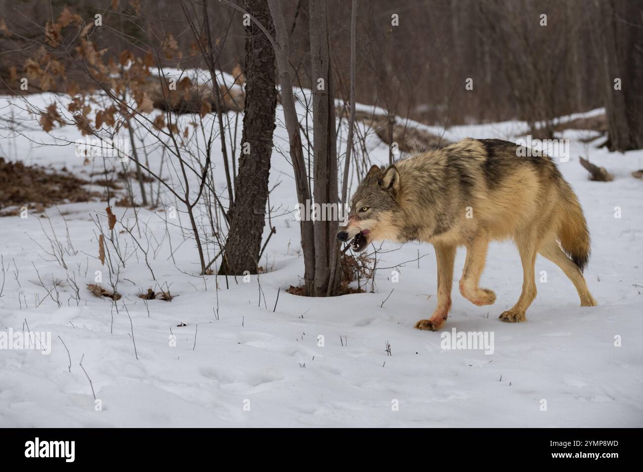 Grey Wolf (Canis lupus) Licks Chops While Moving Left on Bloody Feet ...