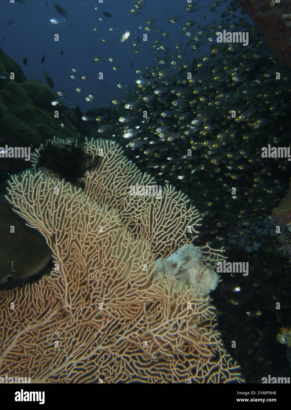 Catching large marine animals hi-res stock photography and images - Alamy