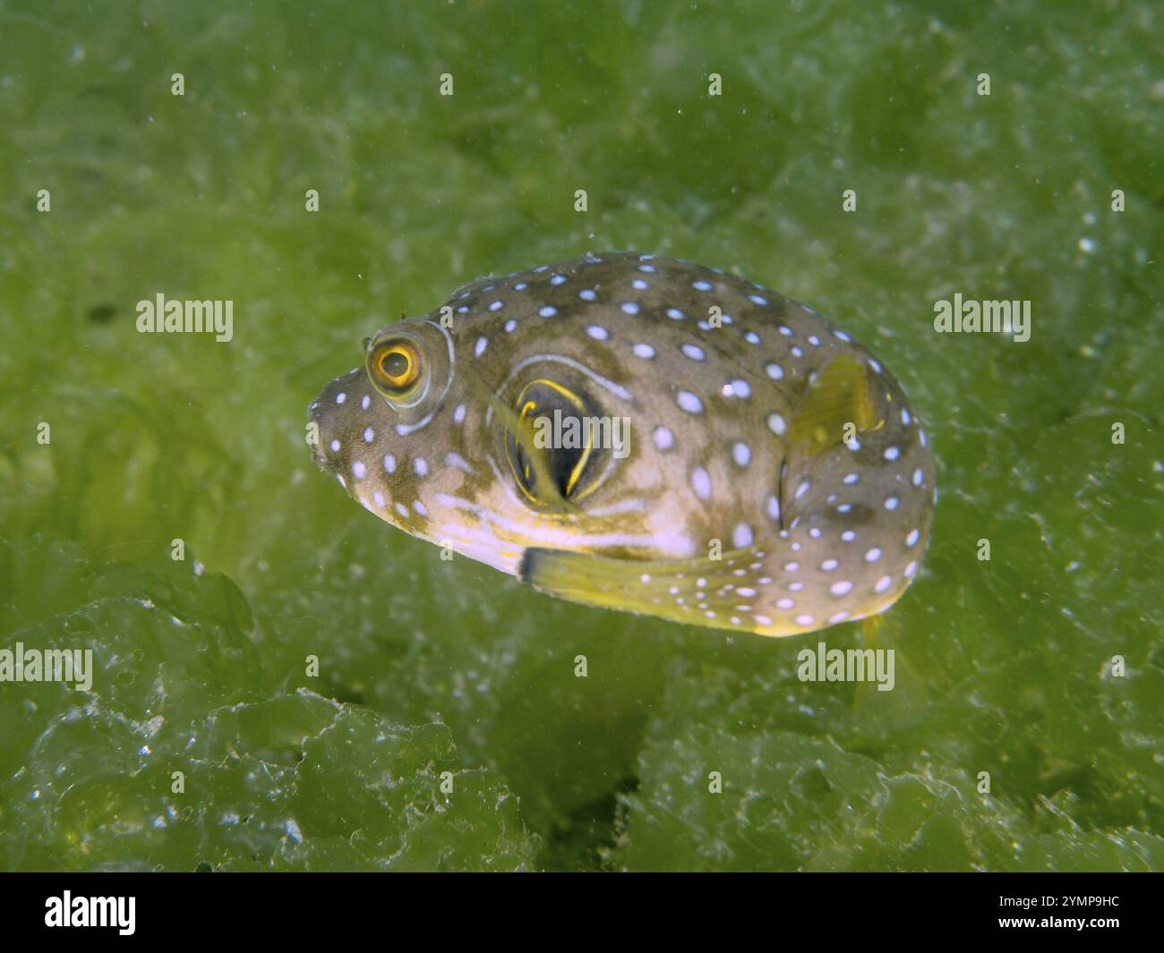 A spherical fish, white spotted pufferfish (Arothron hispidus) juvenile ...