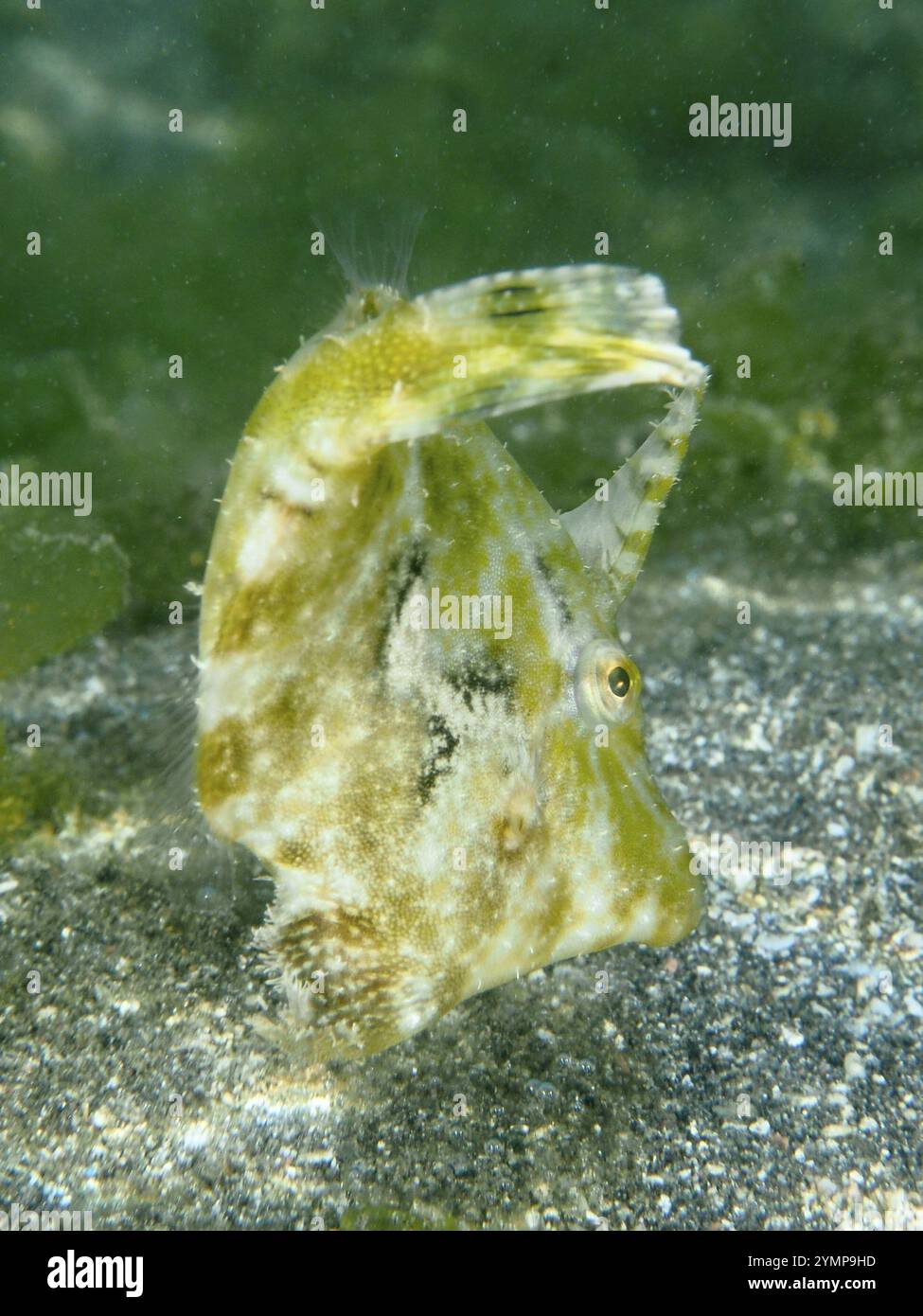 Tail of fish hi-res stock photography and images - Alamy