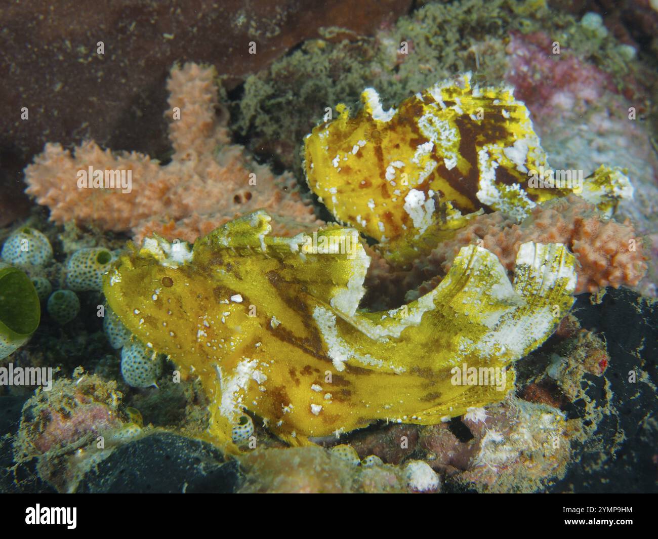 Two yellow fishes, rocking fish (Taenianotus triacanthus), in a coral ...