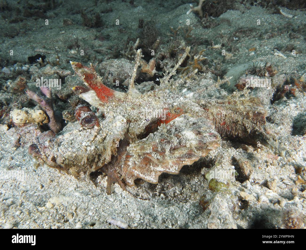 Sand devil fish hi-res stock photography and images - Alamy