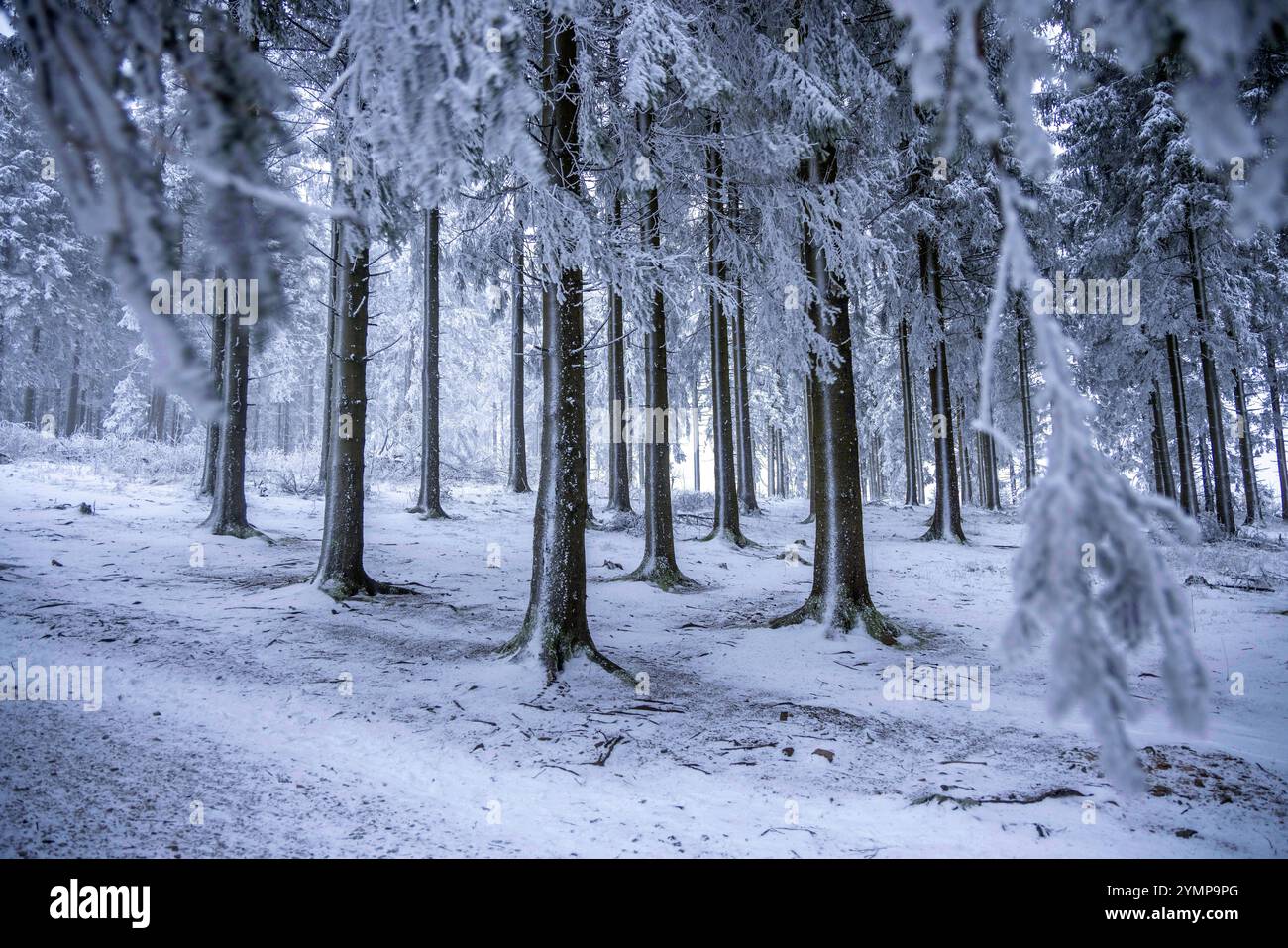 Winter im Taunus Tief winterlich mit Reif und Schnee ist der Wald am ...