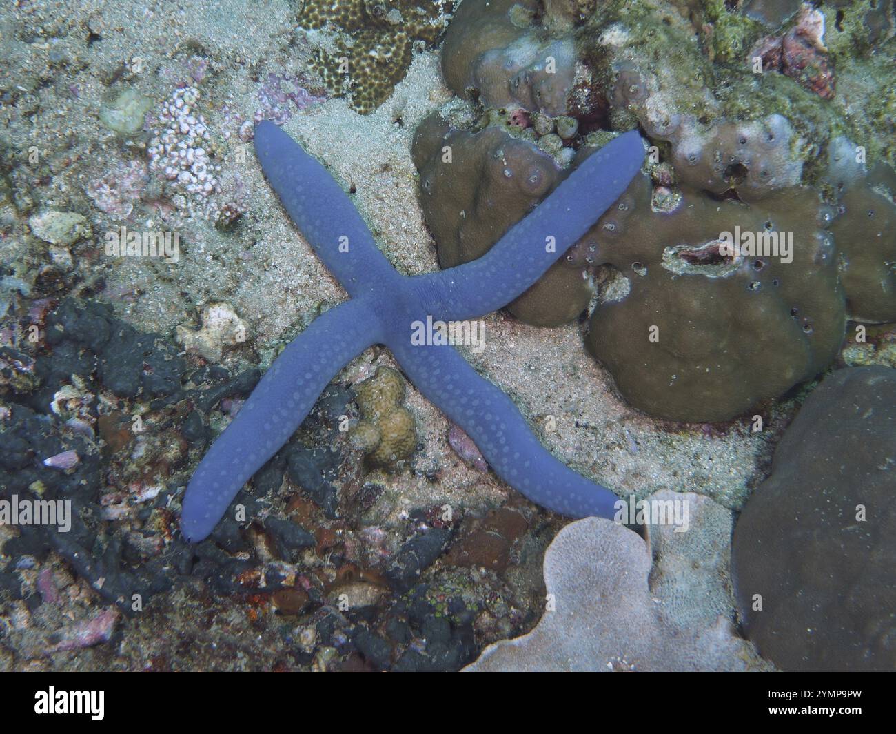 Blue starfish (blue Linckia laevigata) on coral reef, surrounded by ...