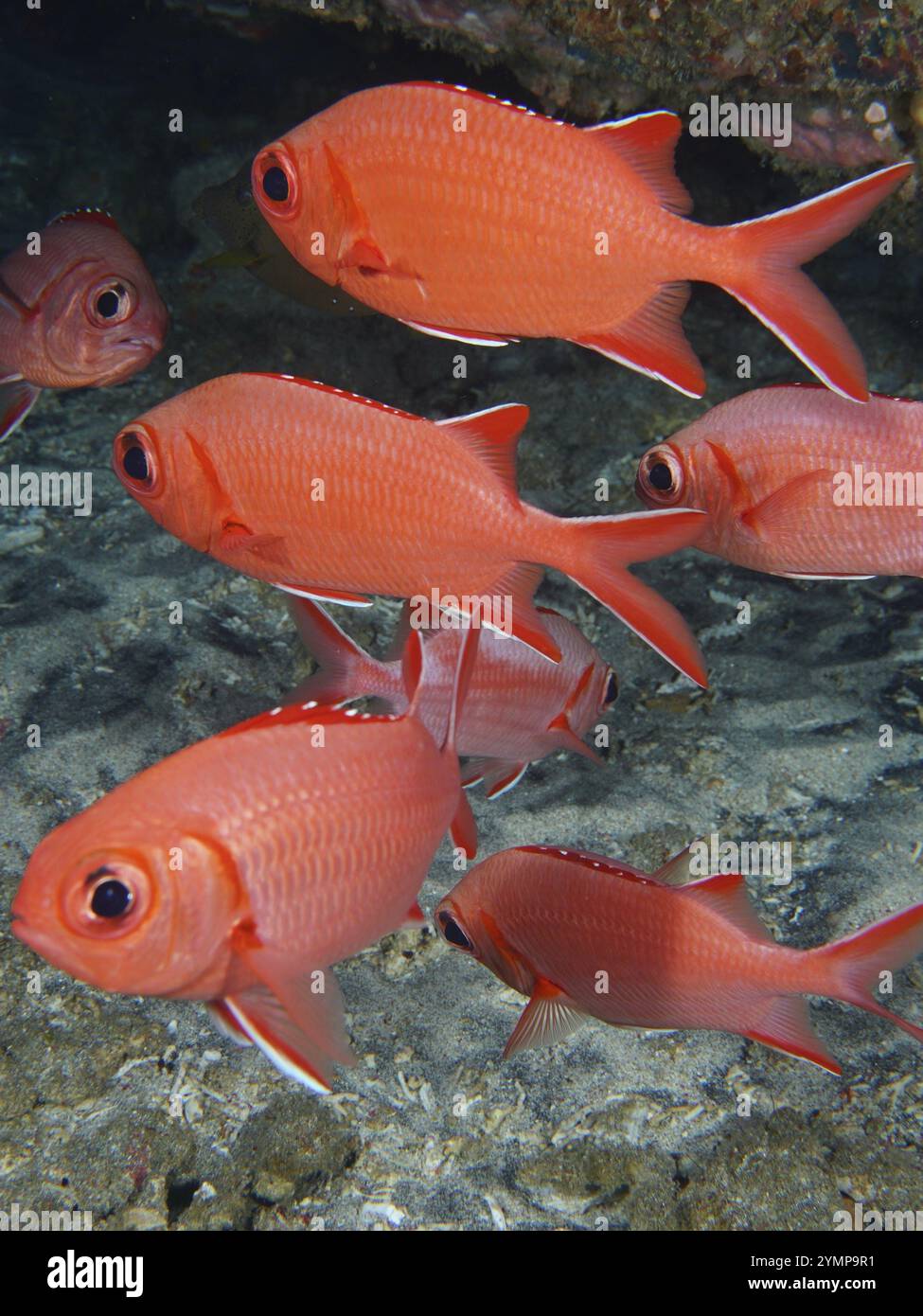 A school of red fish, white-tipped soldierfish (Myripristis vittata ...