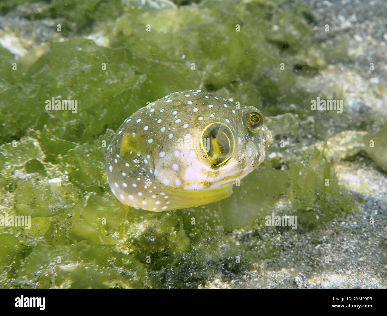 A spotted juvenile, white spotted pufferfish (Arothron hispidus ...