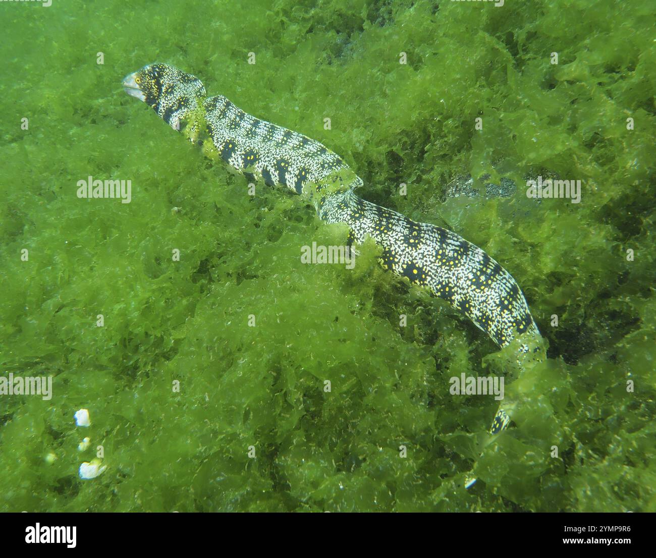 A moray eel, star-spotted moray eel (Echidna nebulosa), wriggling ...