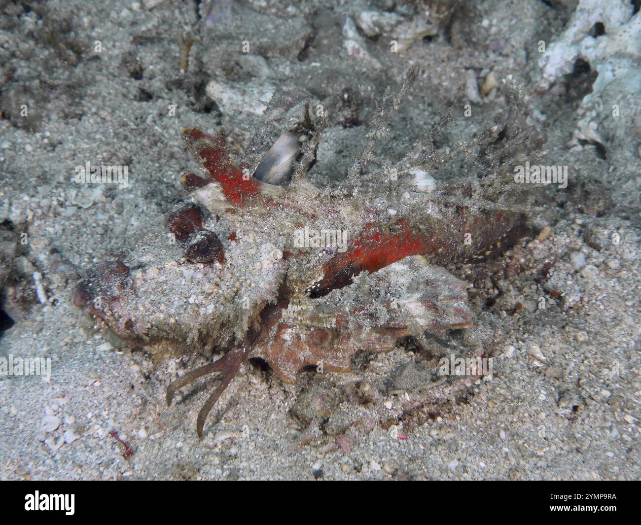 Spiny devil fish hi-res stock photography and images - Alamy