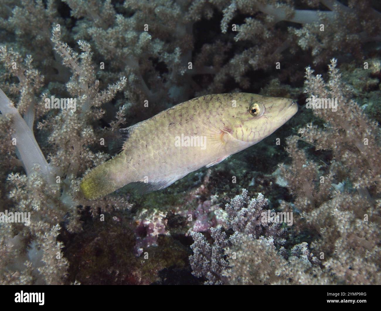 A female cheek stripe damselfish (Oxycheilinus digramma) swimming in ...