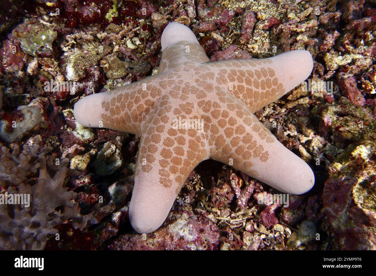 Orange-patterned starfish, granulated roller star (Choriaster ...