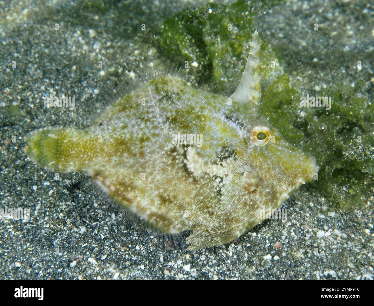 Seagrass filefish (Acreichthys tomentosus) on sandy seabed next to ...